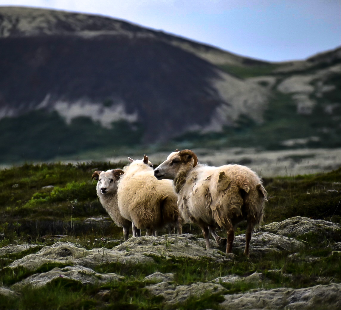 Iceland - Stone Path Family Adventures